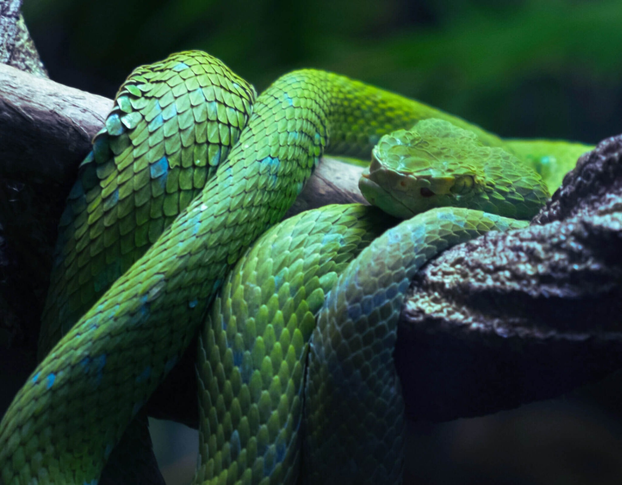 Habushu Snake Wine